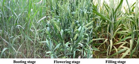 Figure 1 From Monitoring Of Wheat Powdery Mildew Disease Severity Using Multiangle Hyperspectral