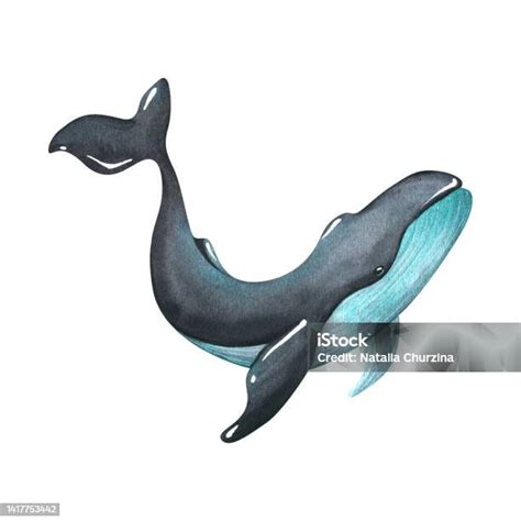 큰 파란색과 검은 고래 수채화 그림 큰 고래 세트에서 격리 된 물체 장식 및 디자인 해양 구성 해변 인쇄물 로고 엽서 포스터 스티커 개체 그룹에 대한 스톡 벡터 아트 및