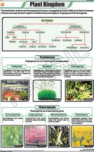Plant Kingdom Chart