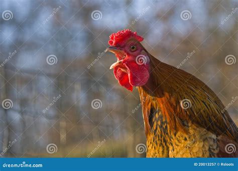Crowing Rooster Stock Image Image Of Pheasant Domesticus 20013257