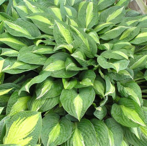 Hosta Bohyška ´striptease´ Kont 1 L Lumigreen Cz