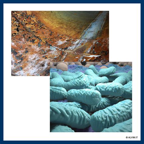 Bacterial Contamination In Drinking Water Distribution Systems