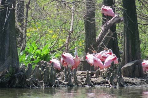 Stunning Rosette Spoonbills In Louisiana