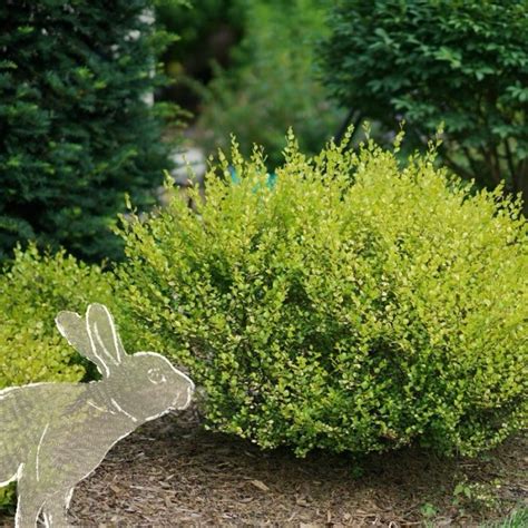Gin Fizz® Juniper Proven Winners Colorchoice Flowering Shrubs