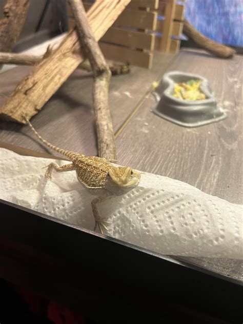 Who Else Has Grumpy Babies Rbeardeddragons