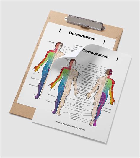 Dermatomes And Cutaneous Nerves Chart A4  Printable Anatomy Poster