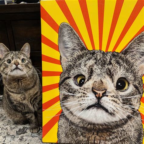 Кошка с синдромом Дауна которая растрогает даже самого грубого мужика