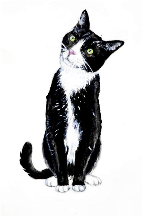 Tuxedo Cat Drawing Free Download On Clipartmag