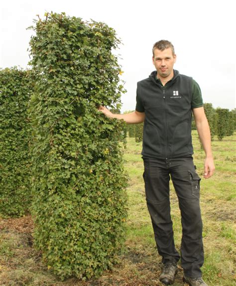 Field Maple Big Hedge Co Purveyors And Planters Of The Finest Mature Hedging And Topiary