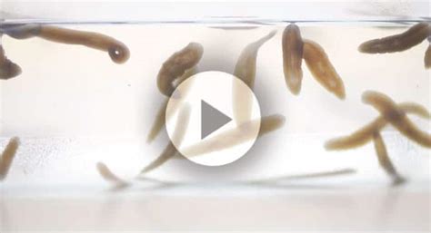 Could We Use Planarians To Help Us Understand Human Regeneration Morgridge Institute For Research