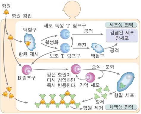 정리 바이러스와 면역의 개요 네이버 블로그