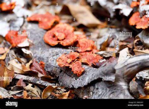 Orange Mushroom Pycnoporus On The Trunk Of A Rainforest Tree Ankarafantsika National Park