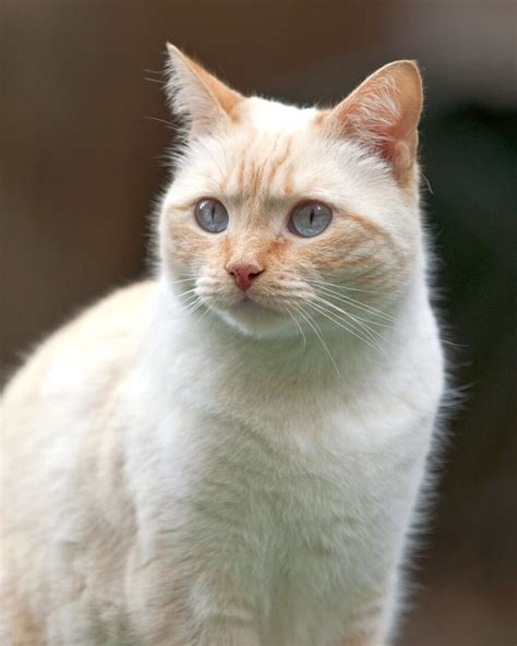 Flame Point Siamese Cat Info Facts Traits Pictures And Faqs