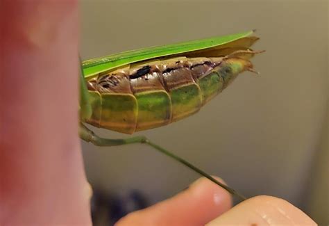 Can Anyone Tell Me Why Her Abdomen Looks Like This Rprayingmantis