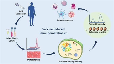 Tuberculosis Vaccine