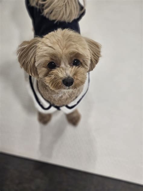 말차와 녹차 차이 완벽 정리 영양소·맛 비교 And 요즘 말차가 인기인 이유 말차 레시피