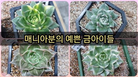 11월 4일 매니아분의 예쁜 금아이들 구경해보세요 다육 다육이 다육식물 다육이금 다육이키우기 금다육이 금다육 Youtube