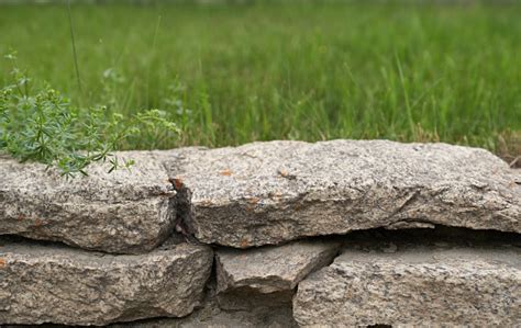 돌 연단 디스플레이와 3d 배경 천연 녹색 배경에 자연 바위 받침대 0명에 대한 스톡 사진 및 기타 이미지 0명 Fashion Show 개성 개념 Istock