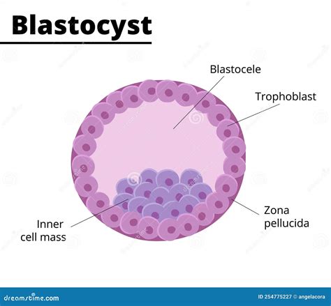 Illustration Of The Blastocyst Structure Stock Vector Illustration Of Blastocyst Artificial