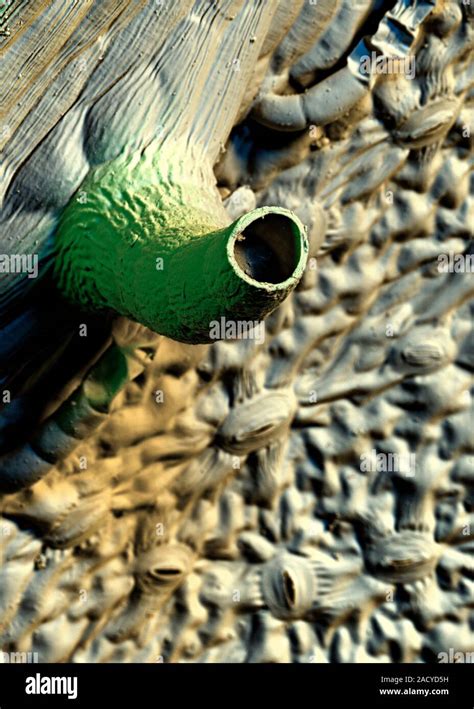 Stevia Leaf Trichome Coloured Scanning Electron Micrograph Sem