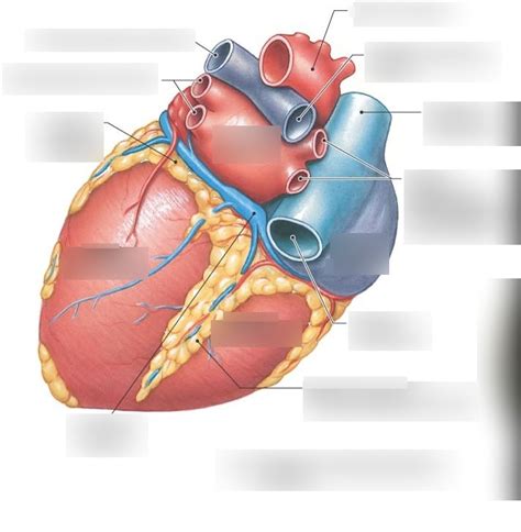 Posterior Heart Diagram Quizlet