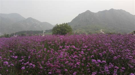 2023玫瑰情园游玩攻略 太值得去了景区好大花色 去哪儿攻略