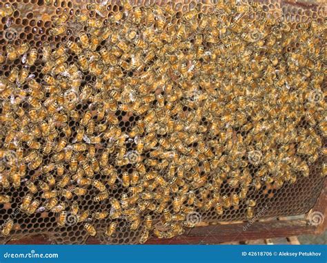 Bees In A Beehive On Honeycomb With Copyspace Bee Turns Nectar Into