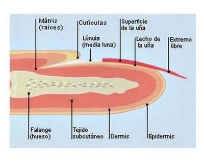 Xananatura Uñas Y Salud