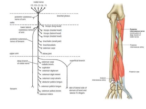 Extensor Compartment Of Forearm 1ppt
