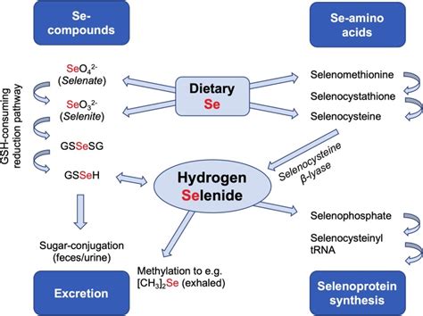Selenium And Hydrogen Selenide Essential Micronutrient And The Fourth