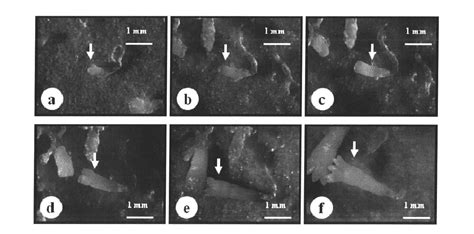Method For Preparing Protein By Embryogenic Cell Tissue Eureka Patsnap