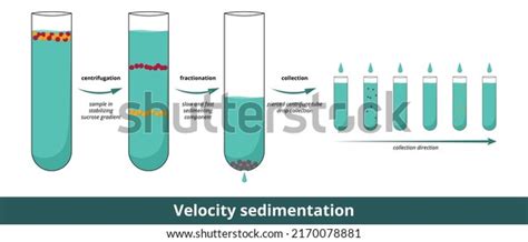 Sedimentation Velocity Over 4 Royalty Free Licensable Stock Vectors And Vector Art Shutterstock