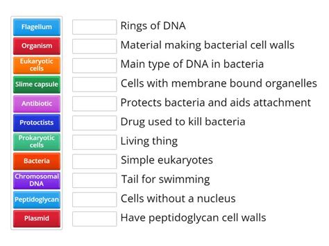 Prokaryotes Match Up