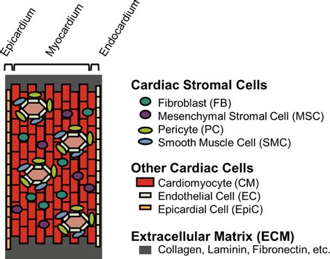 Figure 1 From Human Pluripotent Stem Cell Derived Cardiac Stromal Cells And Their Applications