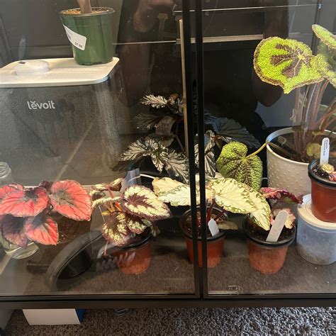 🌸 Common Begonia Problems And Solutions