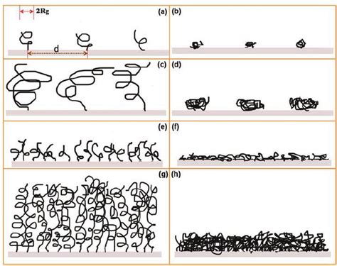 Schematic Representation Of Various Peg Coating Structures And The