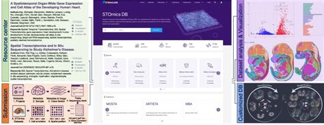 Stomicsdb A Comprehensive Database For Spatial Transcriptomics Data
