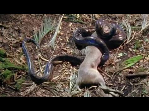 Python Swallows An Entire Deer Fanatic Cook