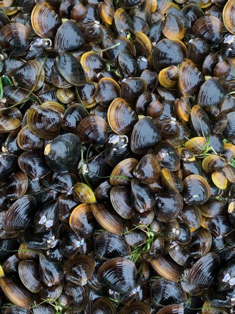 Advancing European Bivalve Production Systems Bluebio Cofund