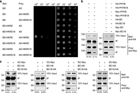 Myc Tag Antibody PA1 981