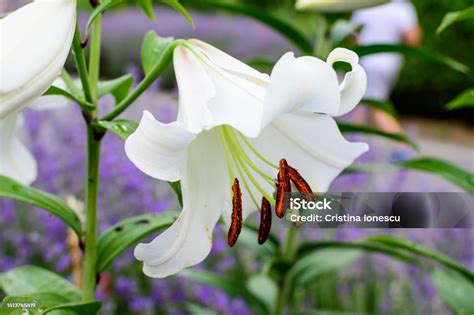 화창한 여름날 영국 코티지 스타일의 정원에서 Lilium 또는 Lily 식물의 큰 흰색 꽃 하나 부드러운 초점으로 촬영 아름다운