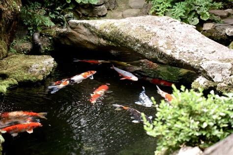 How To Build Your First Backyard Pond A Step By Step Guide For Beginners Build Your Pond Tips