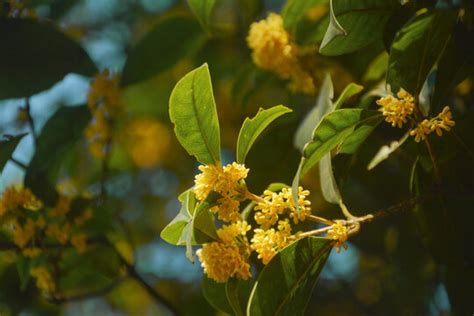 金桂桂花枝图片素材 金桂桂花枝设计素材 金桂桂花枝摄影作品 金桂桂花枝源文件下载 金桂桂花枝图片素材下载 金桂桂花枝背景素材 金桂桂花枝模板下载 搜索中心