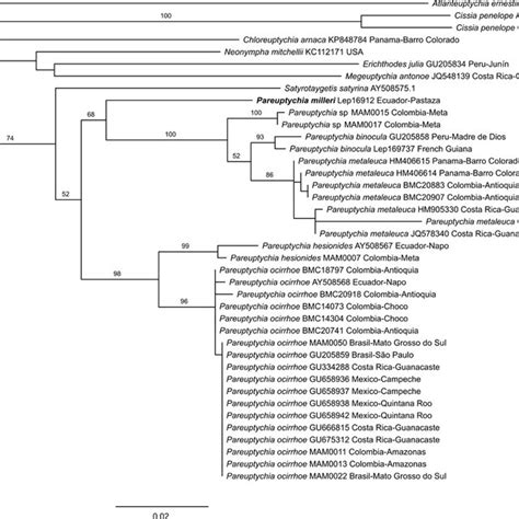 maximum likelihood tree based on coi barcode region bootstrap support