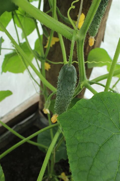 Small Cucumber On A Branch In A Greenhouse Between Green Leaves Organic Cultivation Of