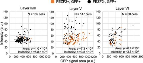 Scn1a Gfp Transgenic Mouse Revealed Nav11 Expression In Neocortical Pyramidal Tract Projection