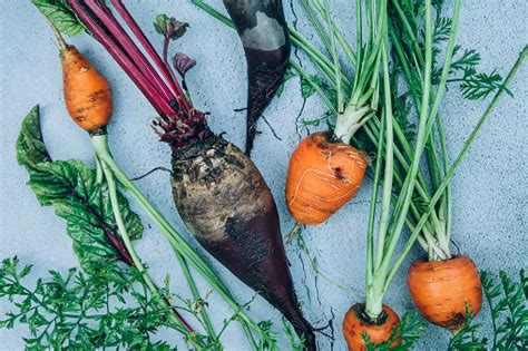 새로 수확 한 전체 생 유기농 농부 당근과 푸른 배경 위에 녹색 잎이있는 비트 뿌리 0명에 대한 스톡 사진 및 기타 이미지 0명 건강한 생활방식 건강한 식생활