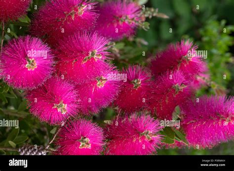 The Vibrant Pink Flowers Of The Summer Flowering Shrub Callistemon