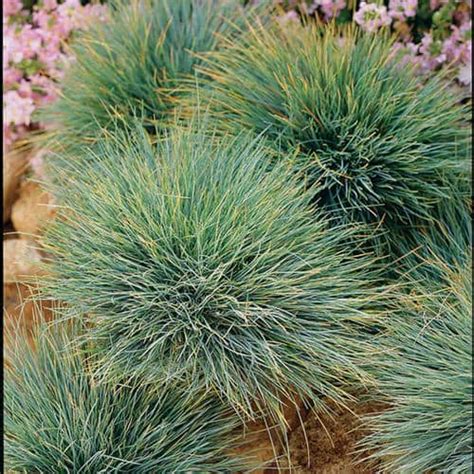 Elijah Blue Fescue Grass Grimms Gardens