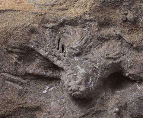 New Species Of Fossil Crinoid Discovered In South Wales